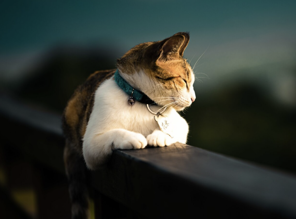 7 Large Cat Breeds That Make Cute and Colossal Pets - Fratellos Pizzeria