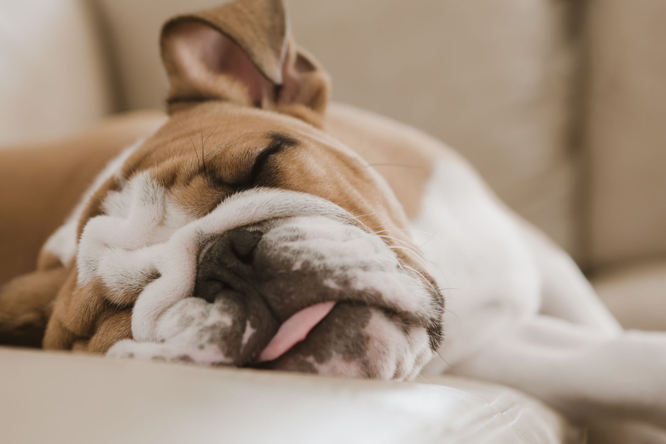 8 Most Lazy Dog Breeds in the World - Fratellos Pizzeria