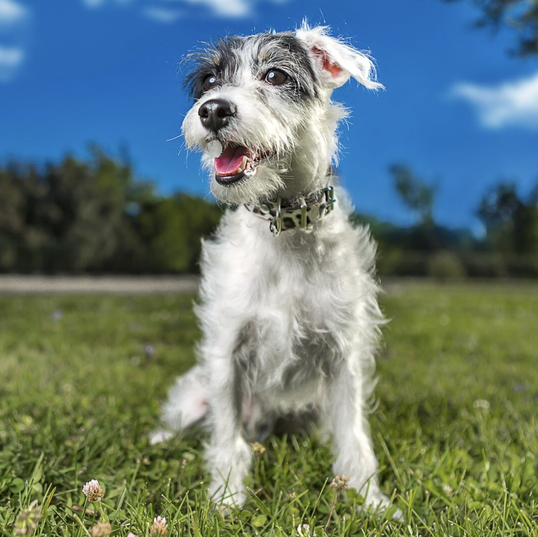 Top 7 Dog Breeds That Kill Snakes - Fratellos Pizzeria