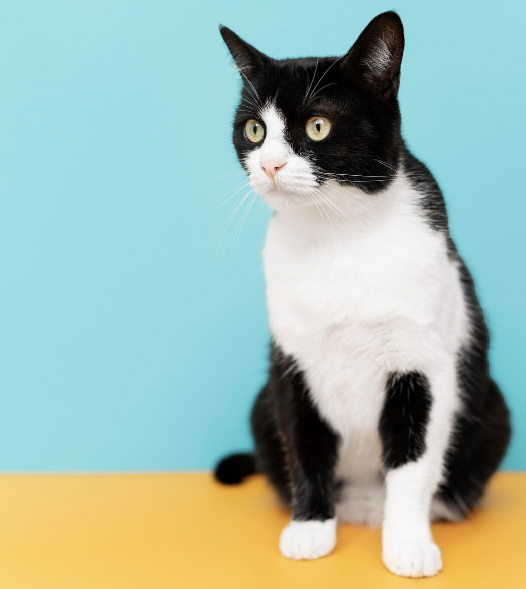 7 Tips on How To Introduce a New Kitten to Your Cat - Fratellos Pizzeria