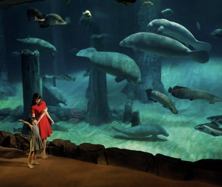 Discover 8 Amazing Zoos and Aquariums With Manatees - Fratellos Pizzeria