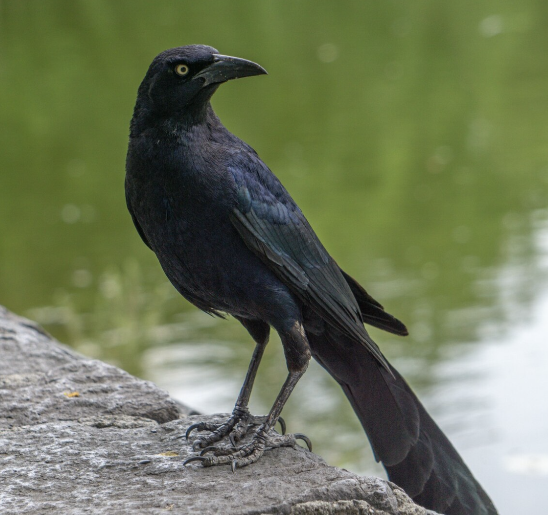 7 Smartest Birds in the World in 2024 - Fratellos Pizzeria