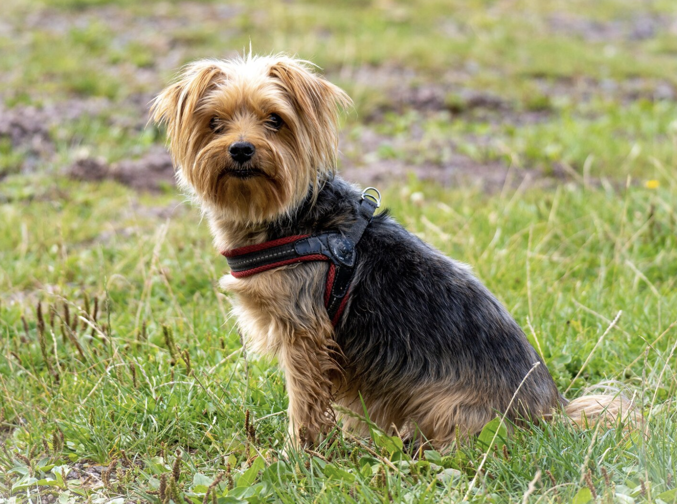 Top 7 Dog Breeds That Kill Snakes - Fratellos Pizzeria