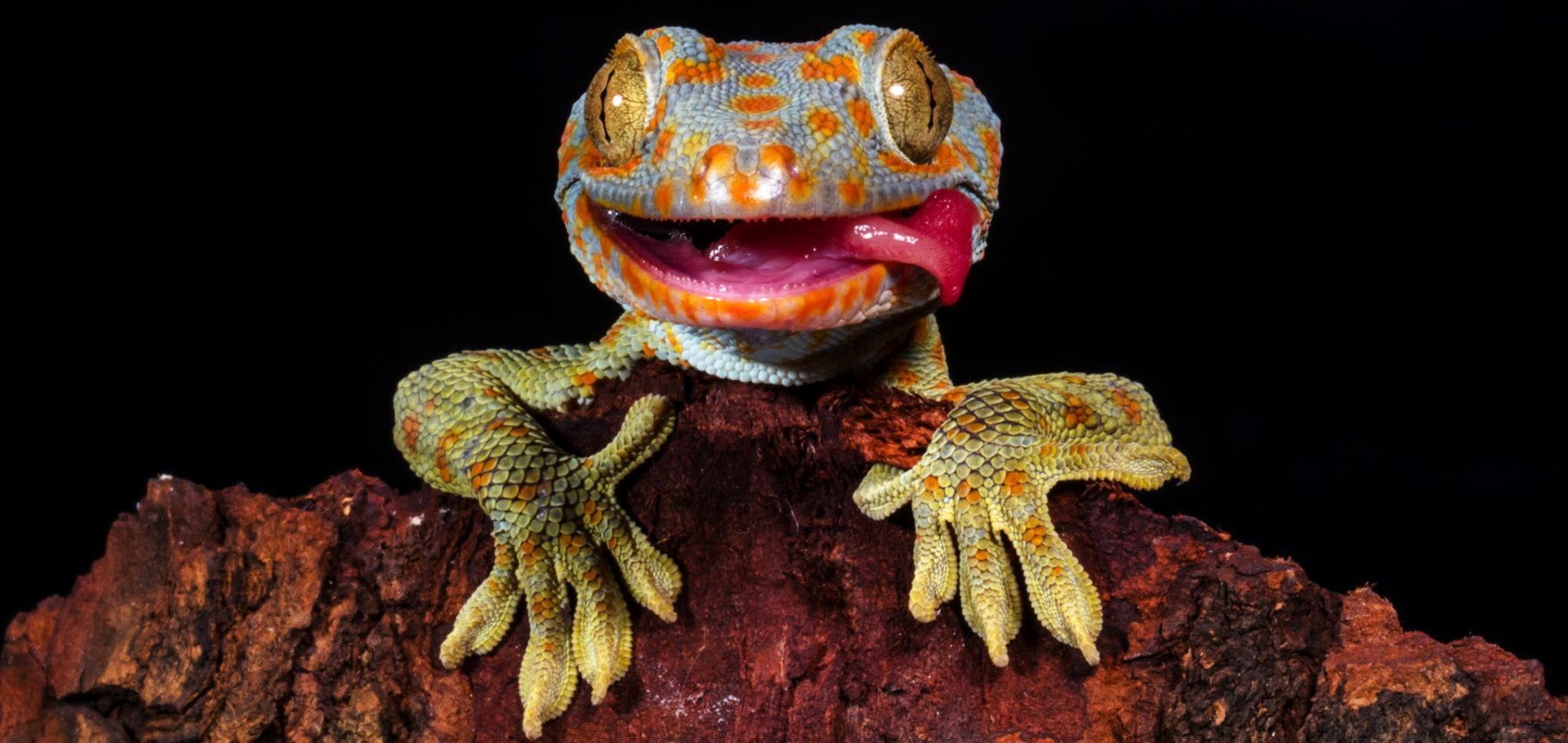8 Pet Lizard Types for Reptile Lovers - Fratellos Pizzeria