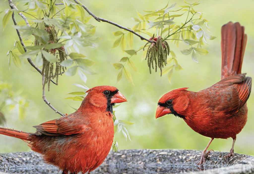 8 Plants and Trees That Attract Cardinals - Fratellos Pizzeria