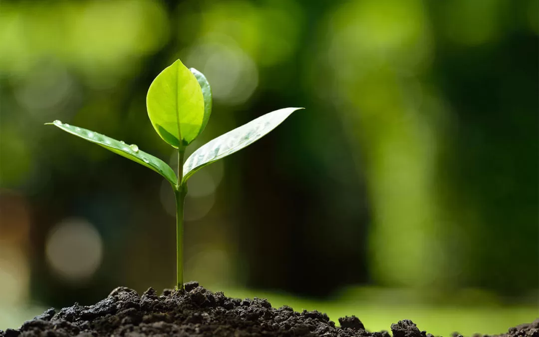 8 Points to Remember in Organic Farming - Fratellos Pizzeria